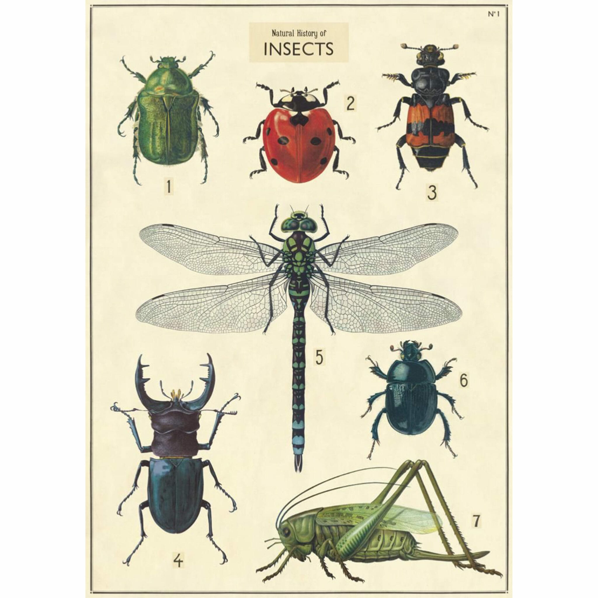 Vintage Poster - Insects - Milka