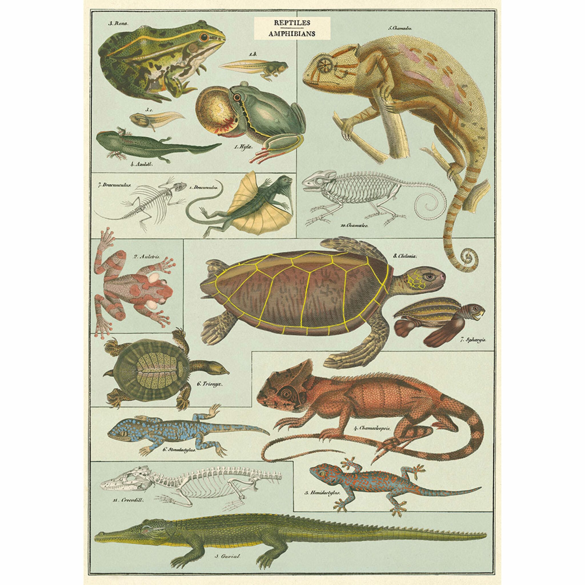 Vintage Poster - Reptiles & Amphibians - Milka